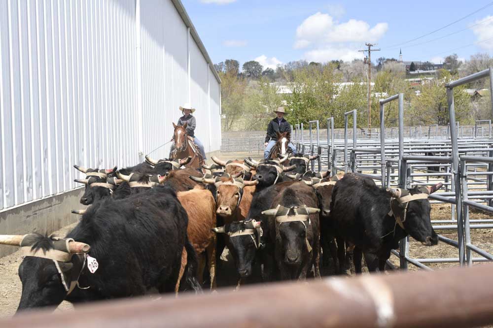 Cattle Barons weekend returns to Pendleton | Go Eastern Oregon